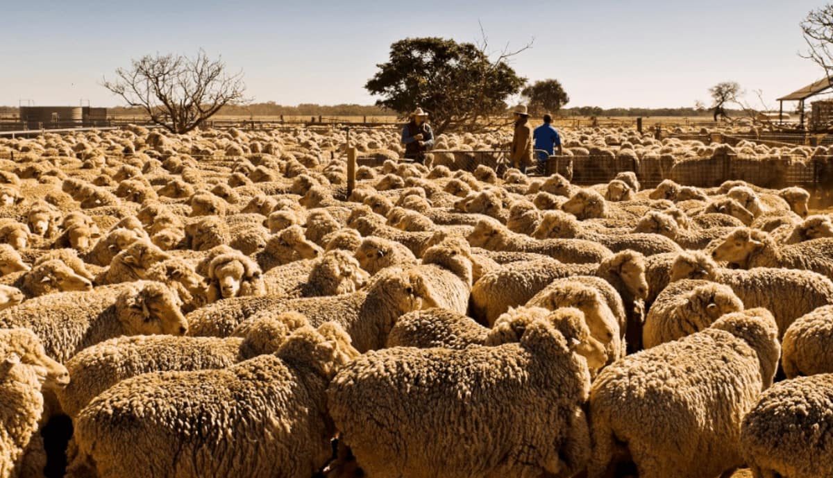 $780 million AFA Riverina property sale collapses I Australian Rural ...