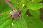 Predicting Australia’s exposure to exotic pests: DAFF I Australian ...