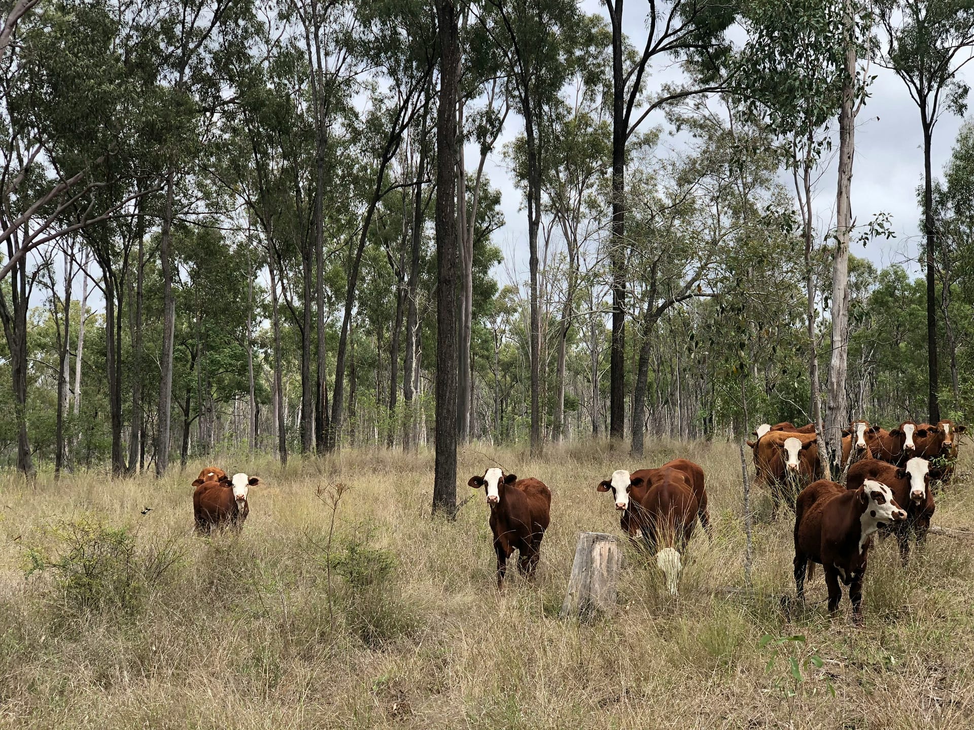 Independent inquiry must examine concerns with US beef import rules ...