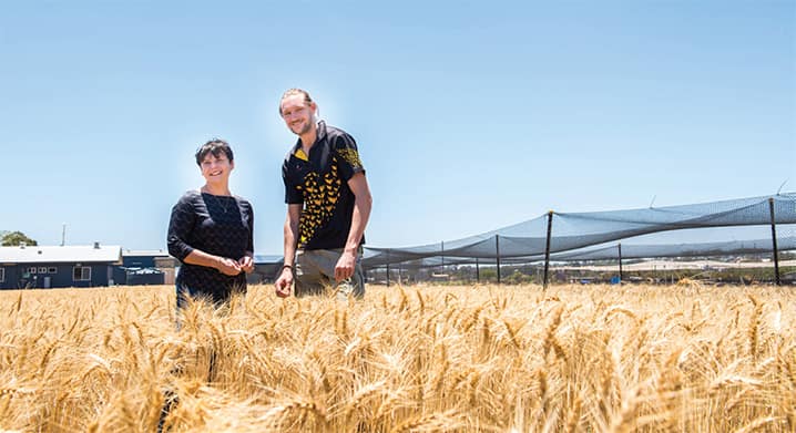 UniSQ to turn dairy waste and duckweed into sustainable biofuels I ...