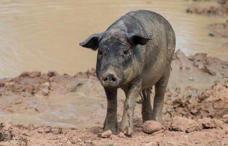 Calls for bounty on feral pigs after successful trial I Australian ...