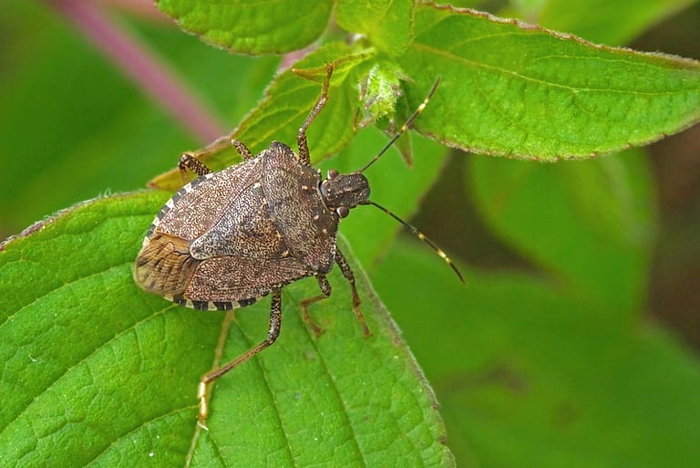 Predicting Australia’s exposure to exotic pests: DAFF I Australian ...