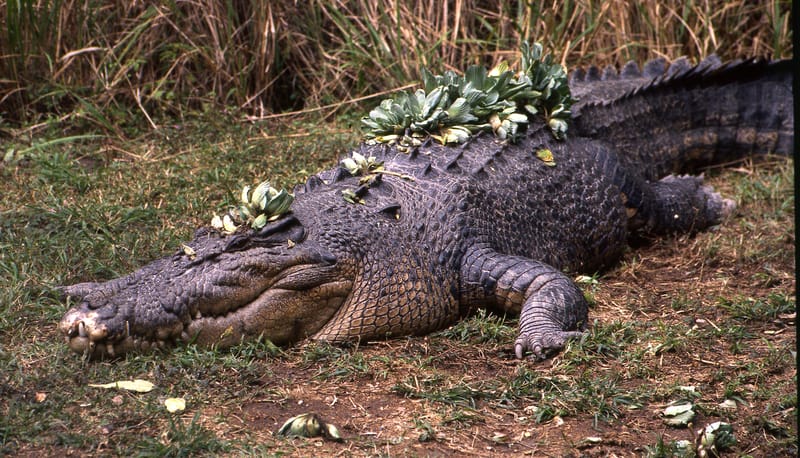 Croc Squad snaps up new HQ on World Crocodile Day: Boothby I Australian ...