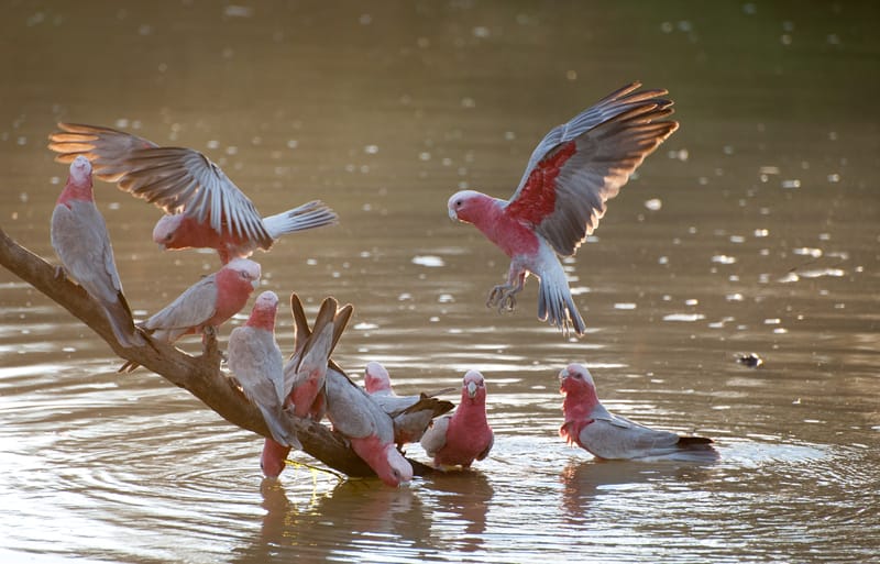Aussie Bird Count: Magpies on top after Australia counted a record ...