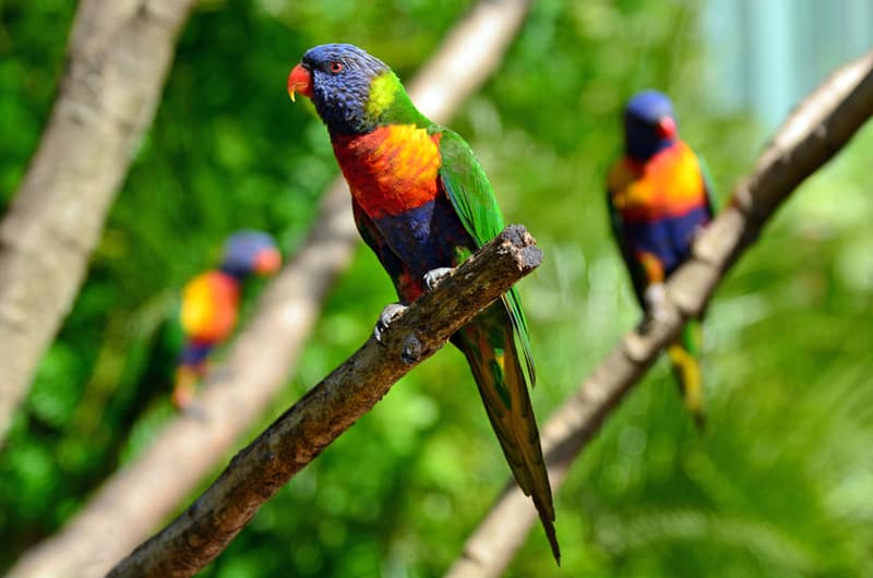 Aussie Bird Count: Magpies on top after Australia counted a record ...