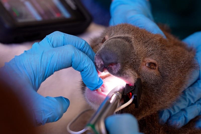 Young Yanchep koala gets his first health check I Australian Rural ...