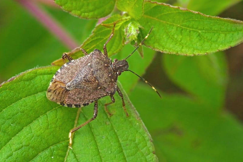 Predicting Australia’s exposure to exotic pests: DAFF I Australian ...