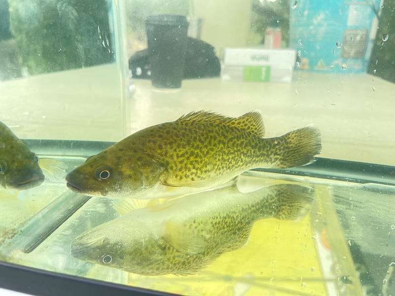 Endangered Mary River cod releases help freshwater apex predator fight ...