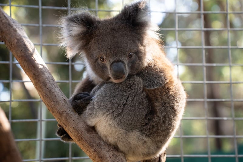 Young Yanchep koala gets his first health check I Australian Rural ...